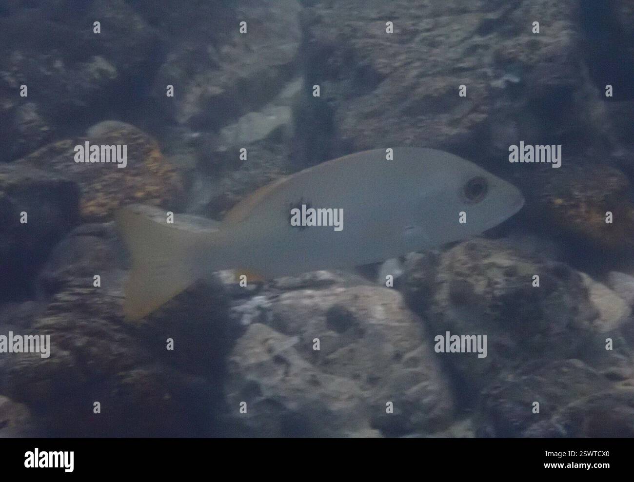 Onespot Snapper (Lutjanus monostigma), Actinopterygii, Ko Poda, Mueang ...