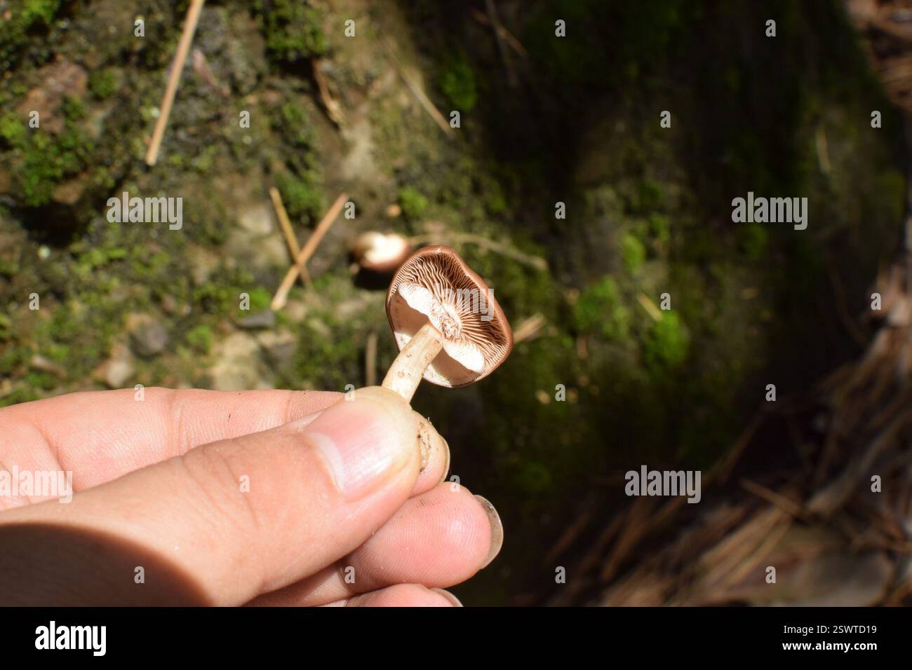 (Cyclocybe), Fungi, 中国浙江省杭州市临安区 Stock Photo - Alamy