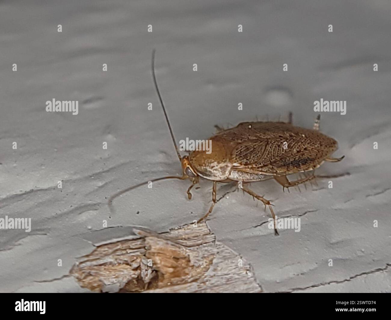 Tawny Cockroach (Ectobius pallidus), Insecta, Glen Arbor, MI 49636, USA ...