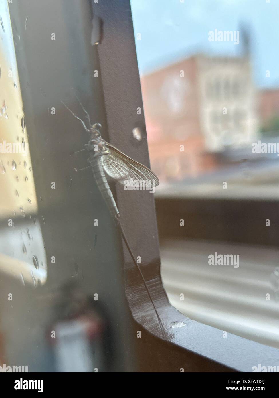 Giant Mayflies (Hexagenia), Insecta, Louisville Slugger Museum ...