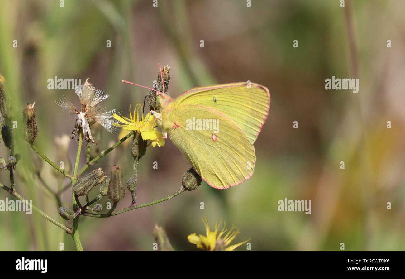 (Colias christina pseudocolumbiensis), Insecta, Okanagan-Similkameen ...