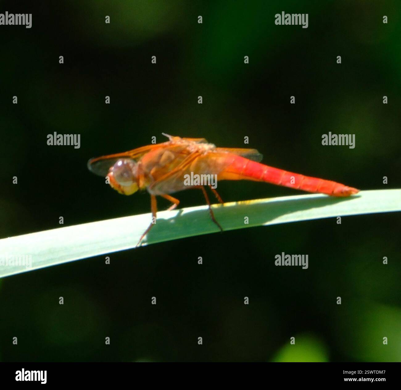 Neon Skimmer (Libellula croceipennis), Insecta, Robinson Ranch, Austin ...