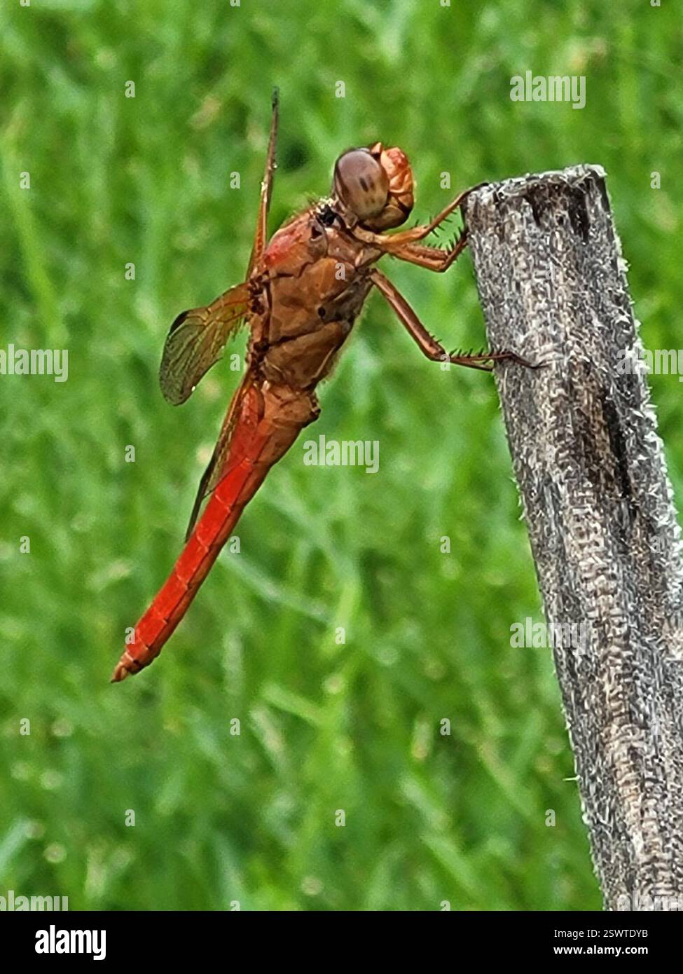 Neon Skimmer (Libellula croceipennis), Insecta, Bridgeway Ln, Allen, TX ...
