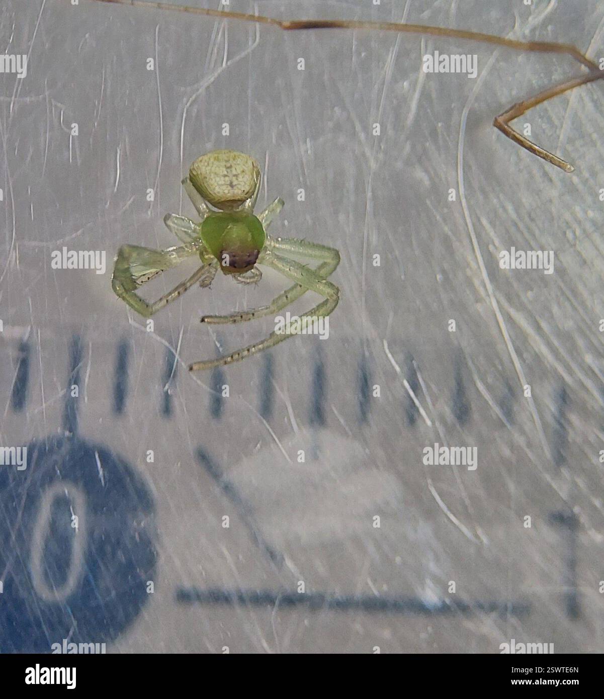 Triangle Crab Spider (Ebrechtella tricuspidata), Arachnida, 63065 ...