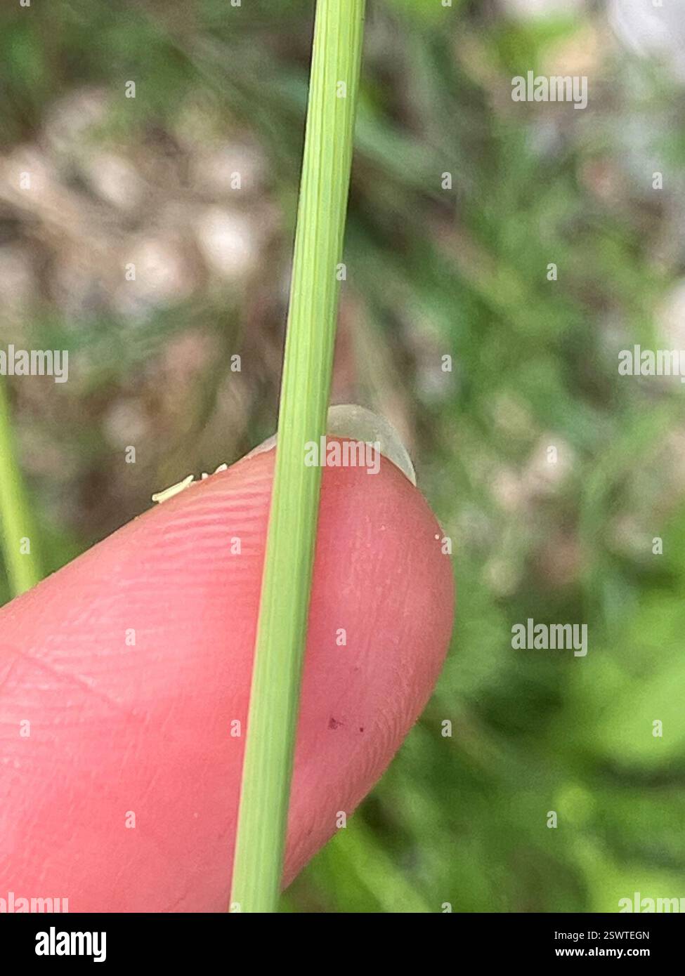 Hard Rush (Juncus inflexus), Plantae, Gmunden, AT-OO, AT Stock Photo ...