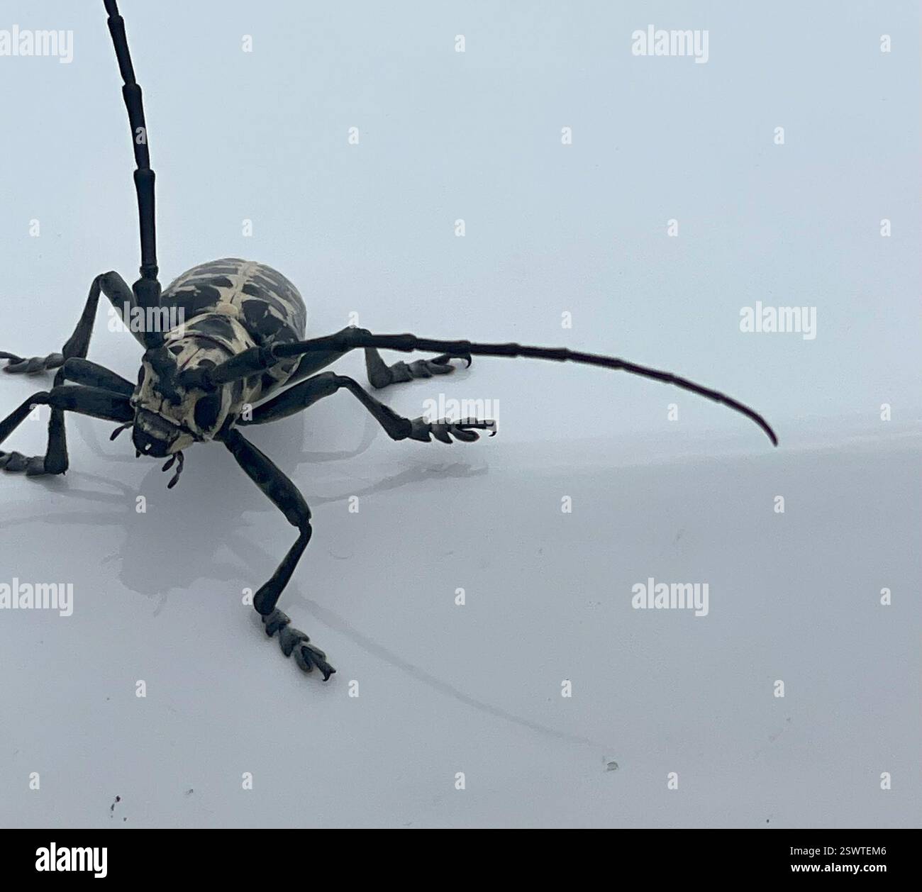 Cottonwood Borer (Plectrodera scalator), Insecta, Pleasant Run Towne ...