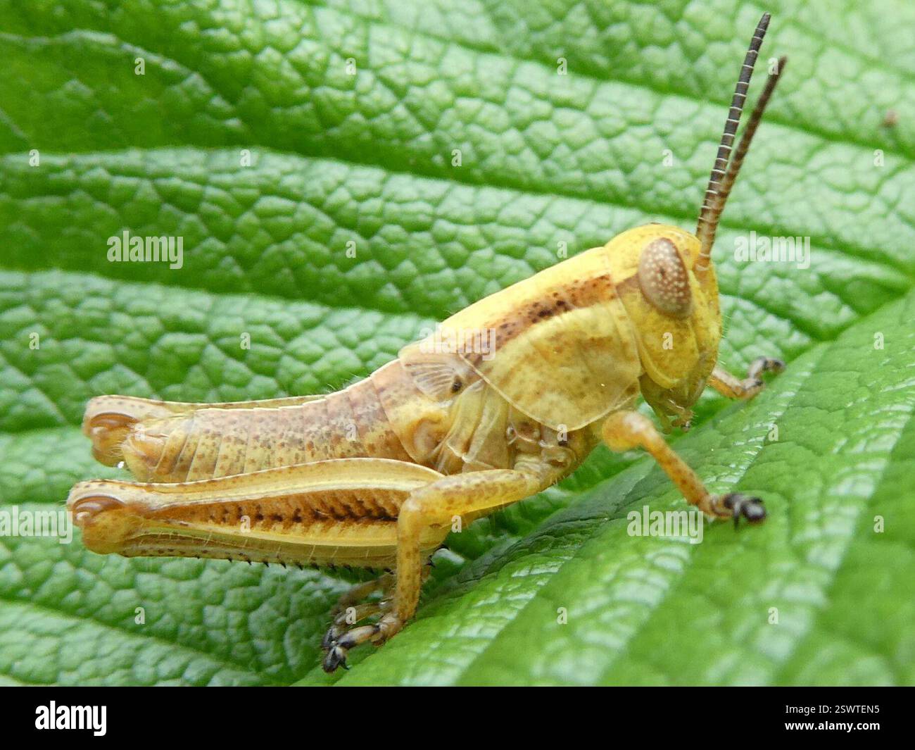 North American Spur-throated Grasshoppers (Melanoplus), Insecta ...