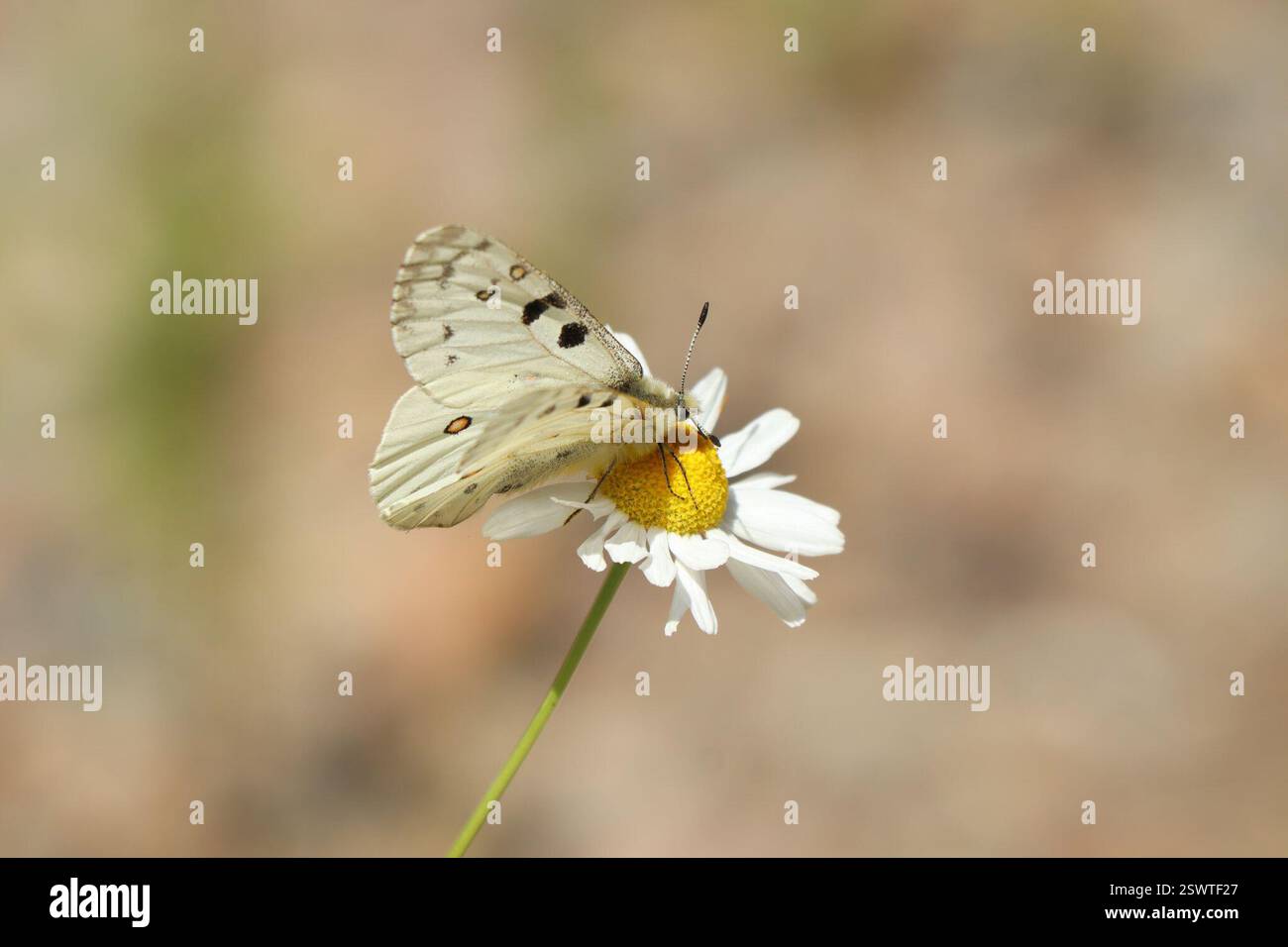 Rocky Mountain Parnassian (Parnassius smintheus), Insecta, Okanagan ...