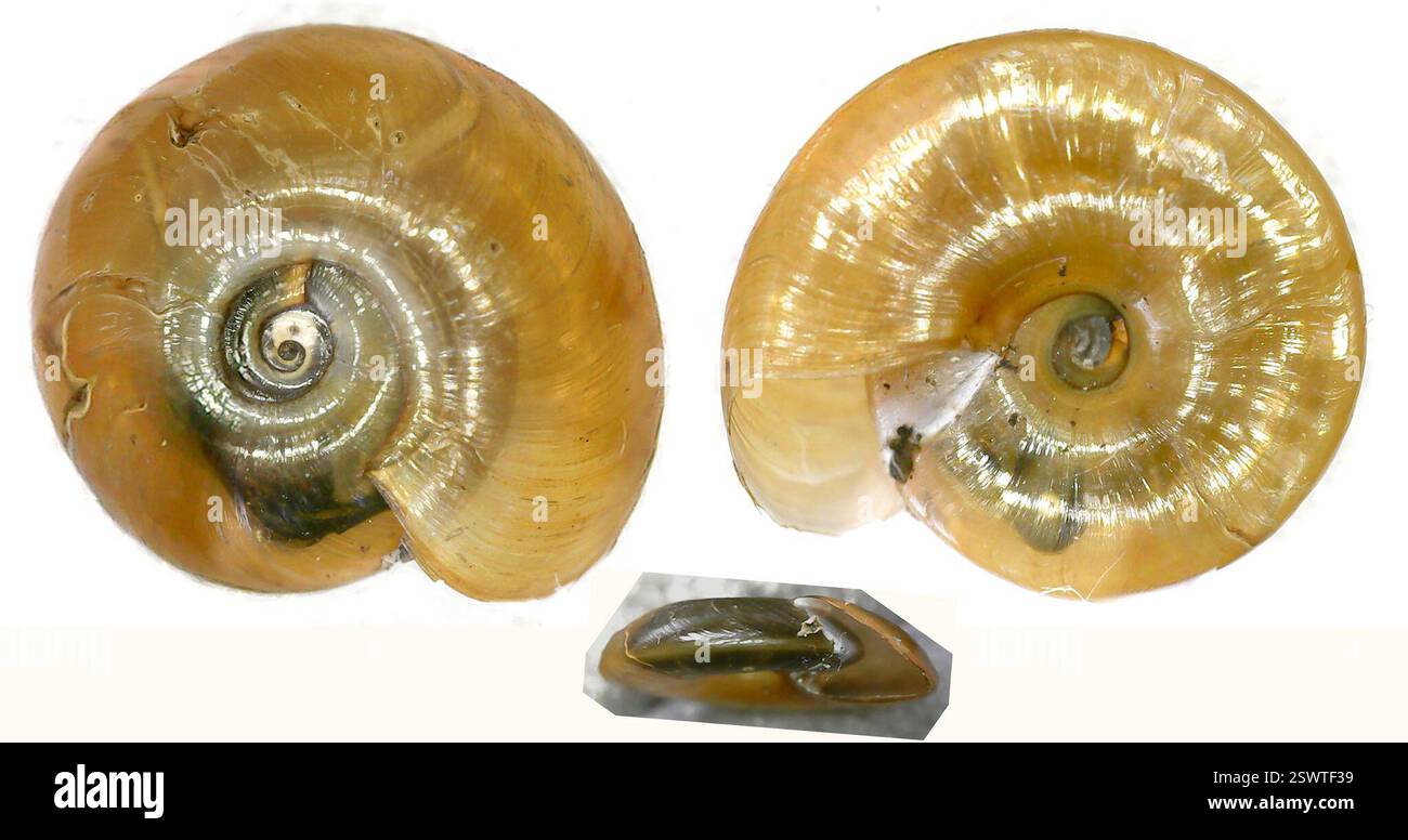 Shiny Ram's-horn (Segmentina nitida), Mollusca, Daugavgrīva, Kurzeme ...