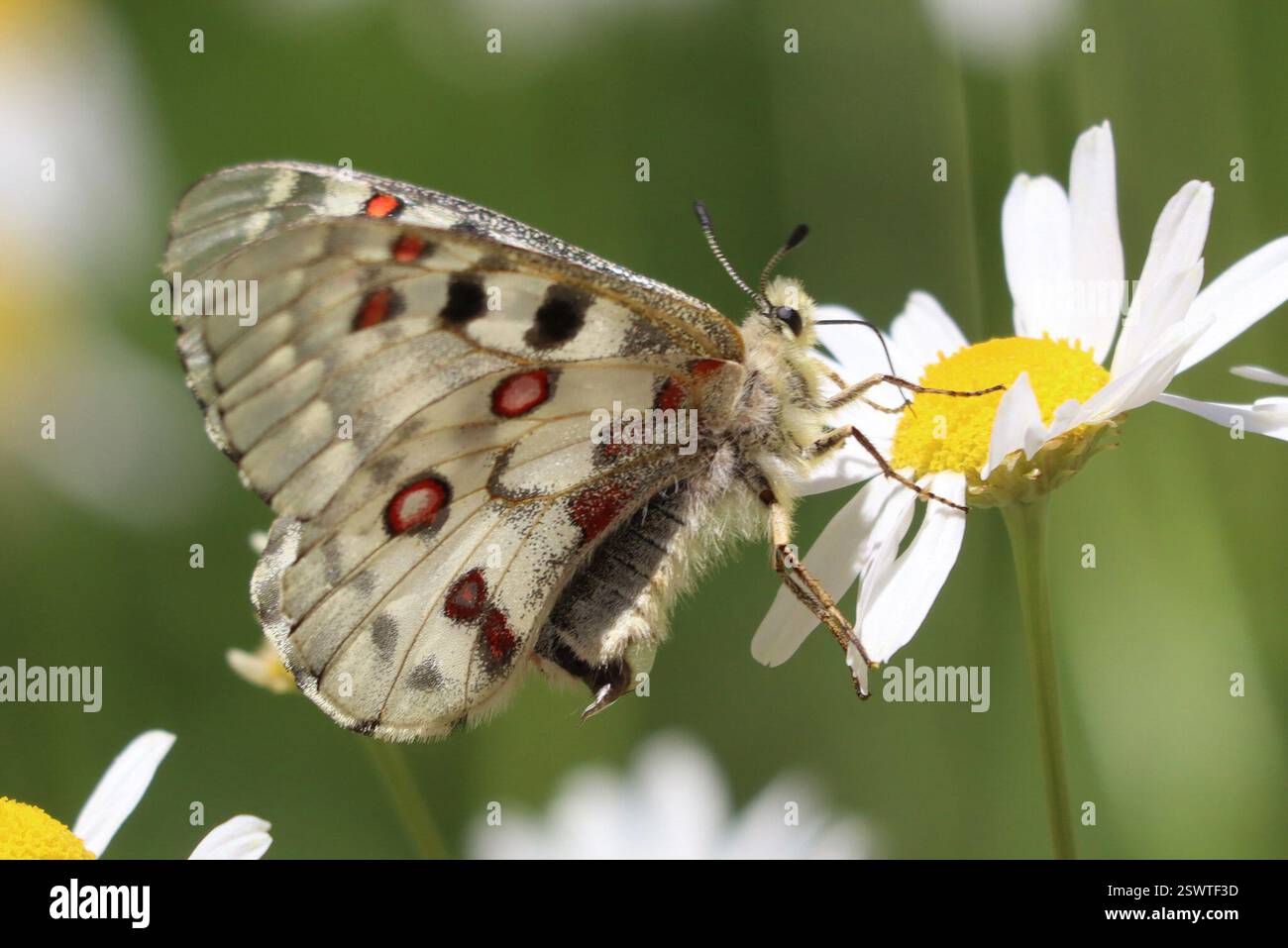 Rocky Mountain Parnassian (Parnassius smintheus), Insecta, Okanagan ...