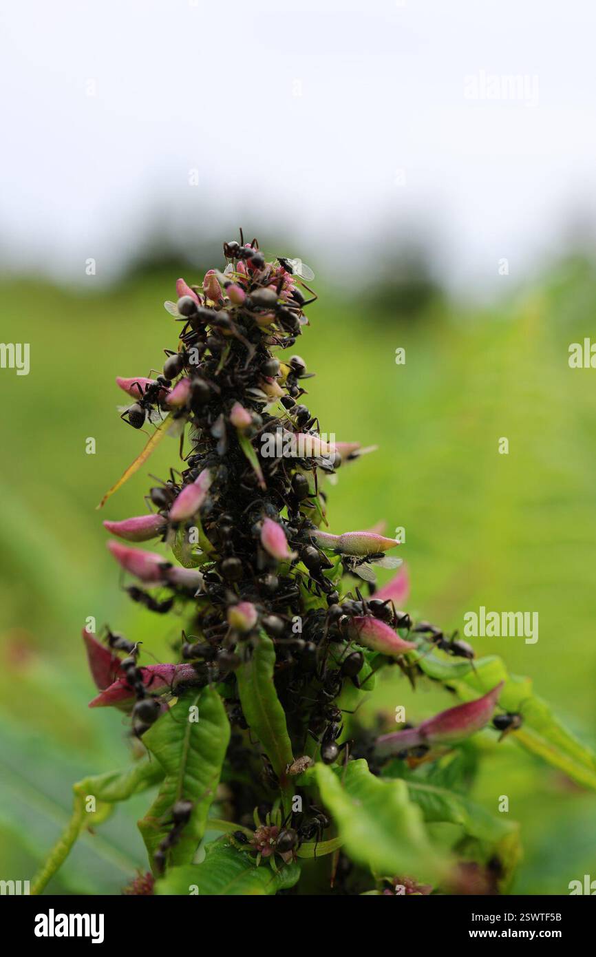 fusca-group Field Ants and Allies (Formica fusca), Insecta, Grand Manan ...