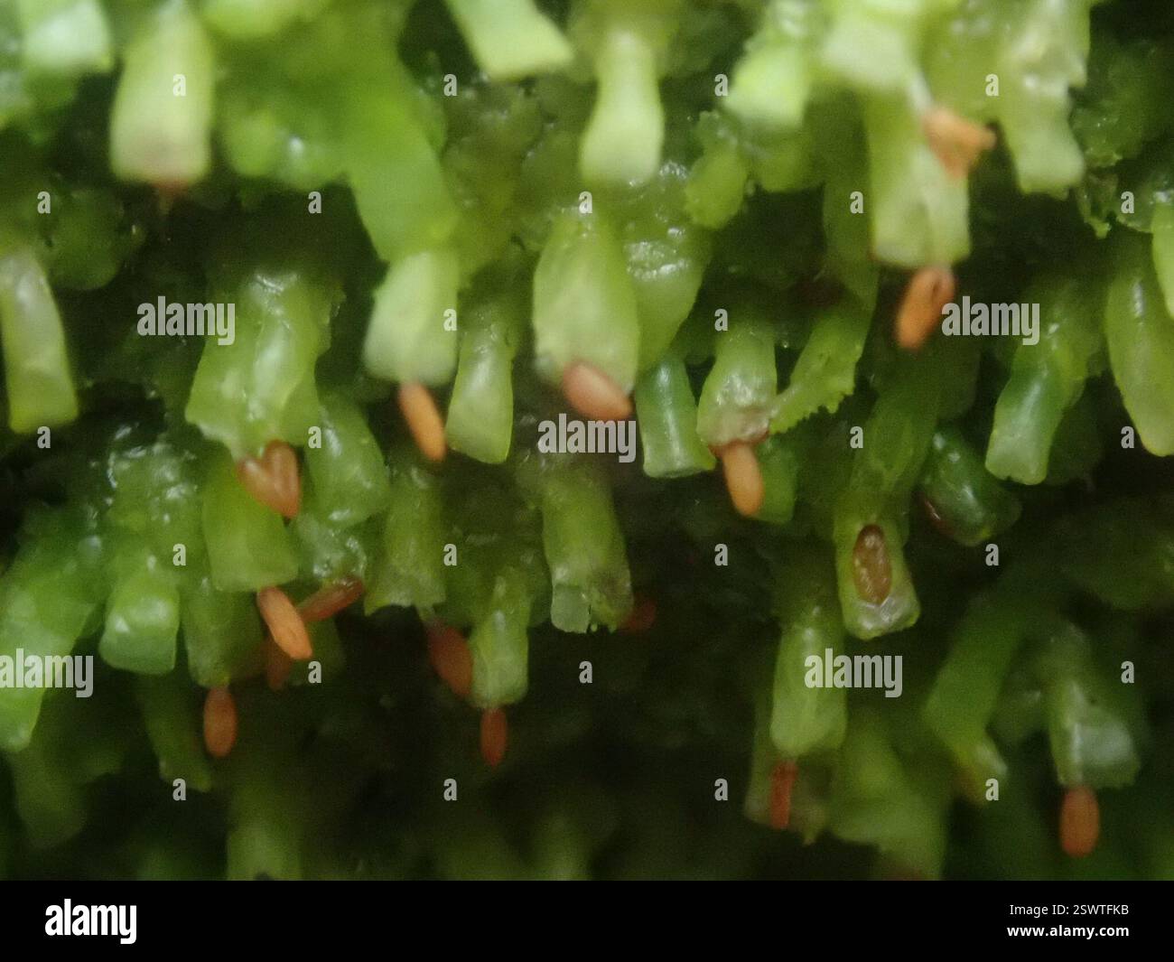 leafy liverworts (Jungermanniidae), Plantae, Florida, MA, USA, Specimen ...