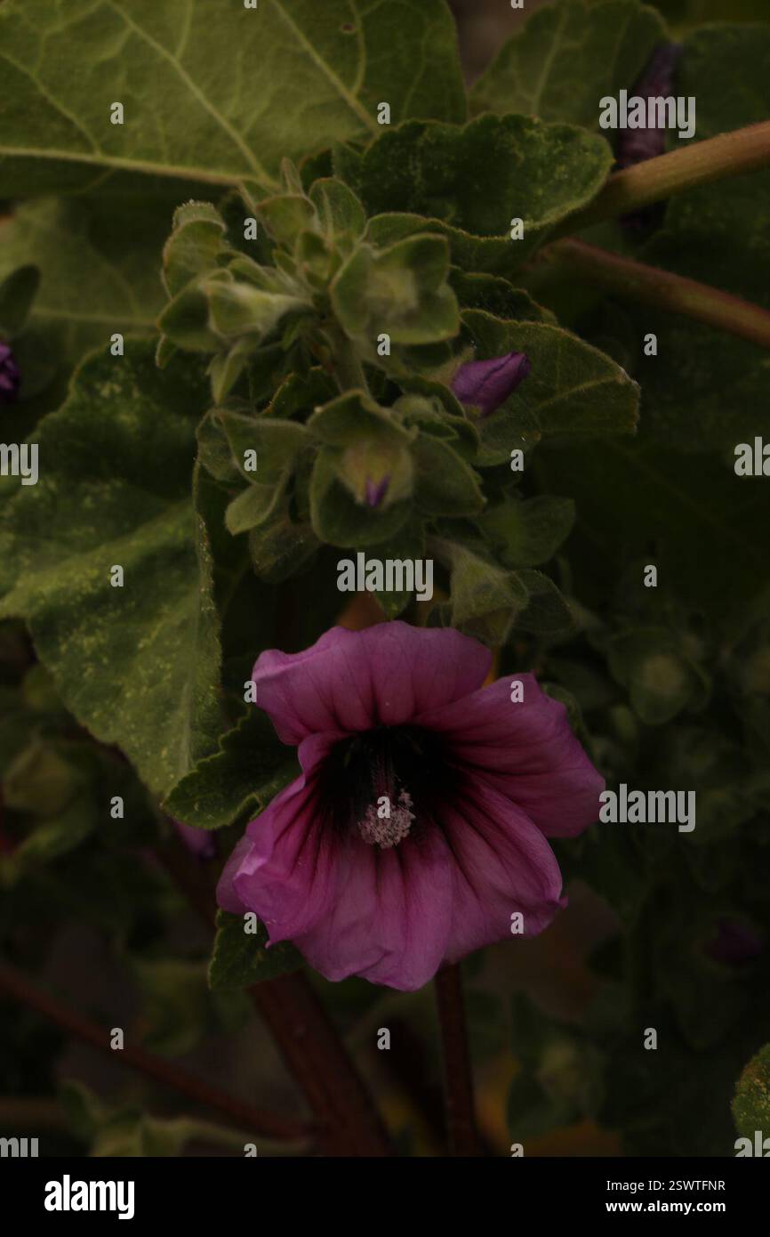 Tree Mallow (Malva arborea), Plantae, Malltraeth, Anglesey, North Wales ...