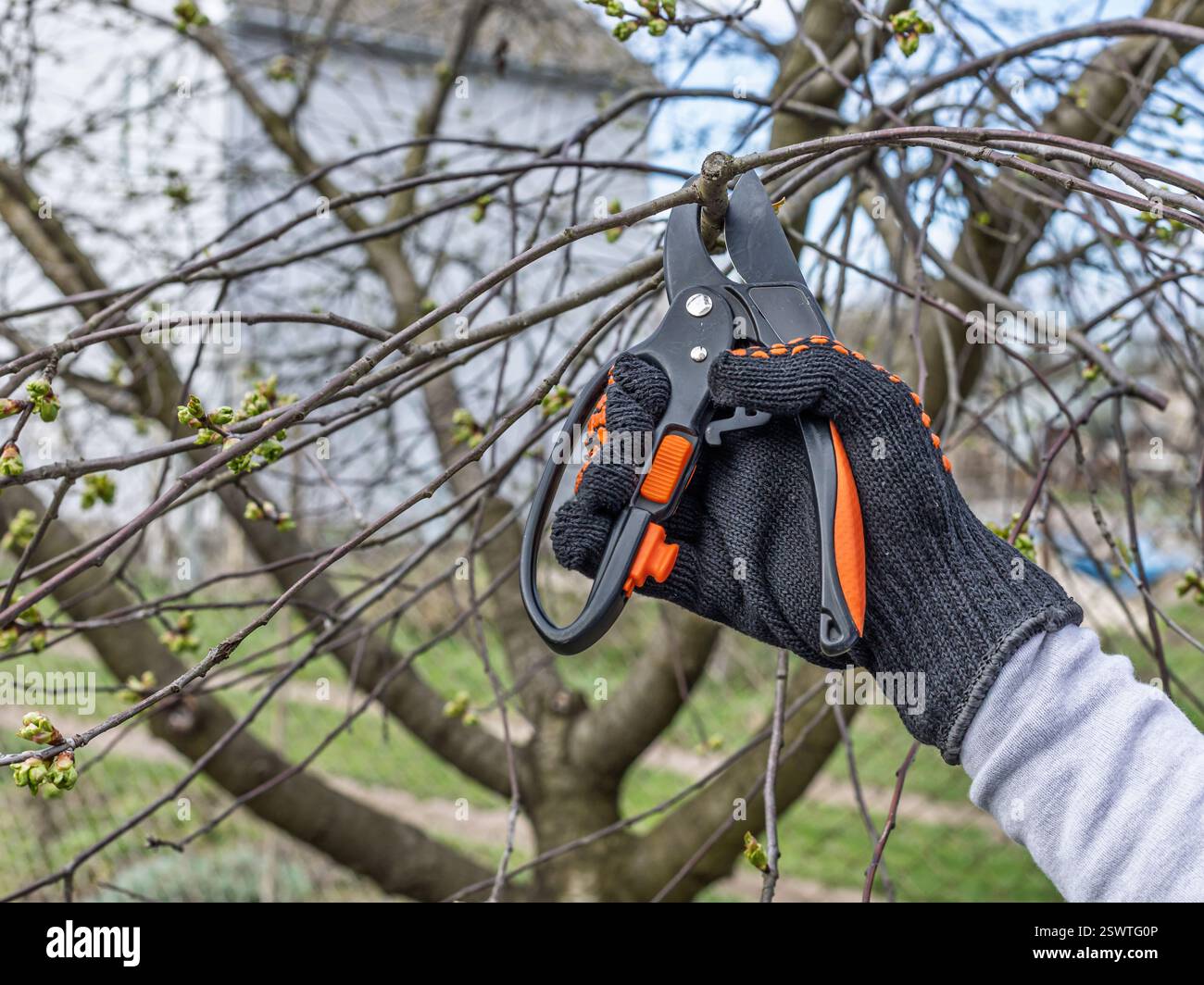 Farmer looks after the garden. Spring pruning of fruit trees. Woman ...
