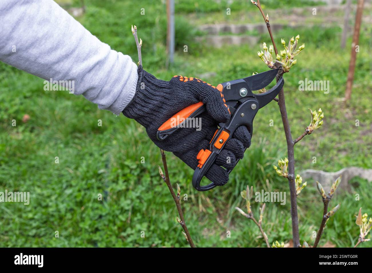 Farmer looks after the garden. Spring pruning of fruit trees. Woman ...