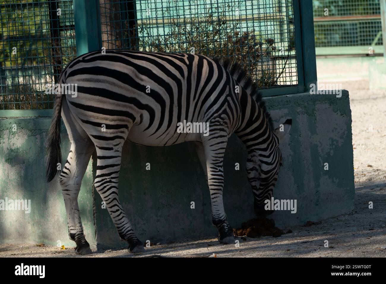 Zebra Zoo Enclosure Feeding: Captive Zebra grazing near enclosure wall ...