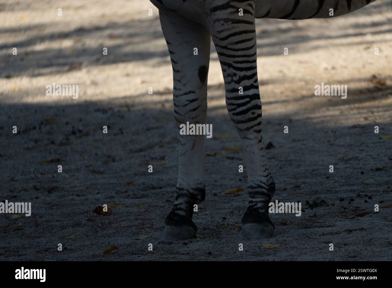 Zebras Legs Africa Wildlife: Close-up of zebra legs walking on dry ...