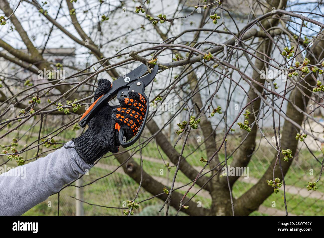 Farmer looks after the garden. Spring pruning of fruit trees. Woman ...