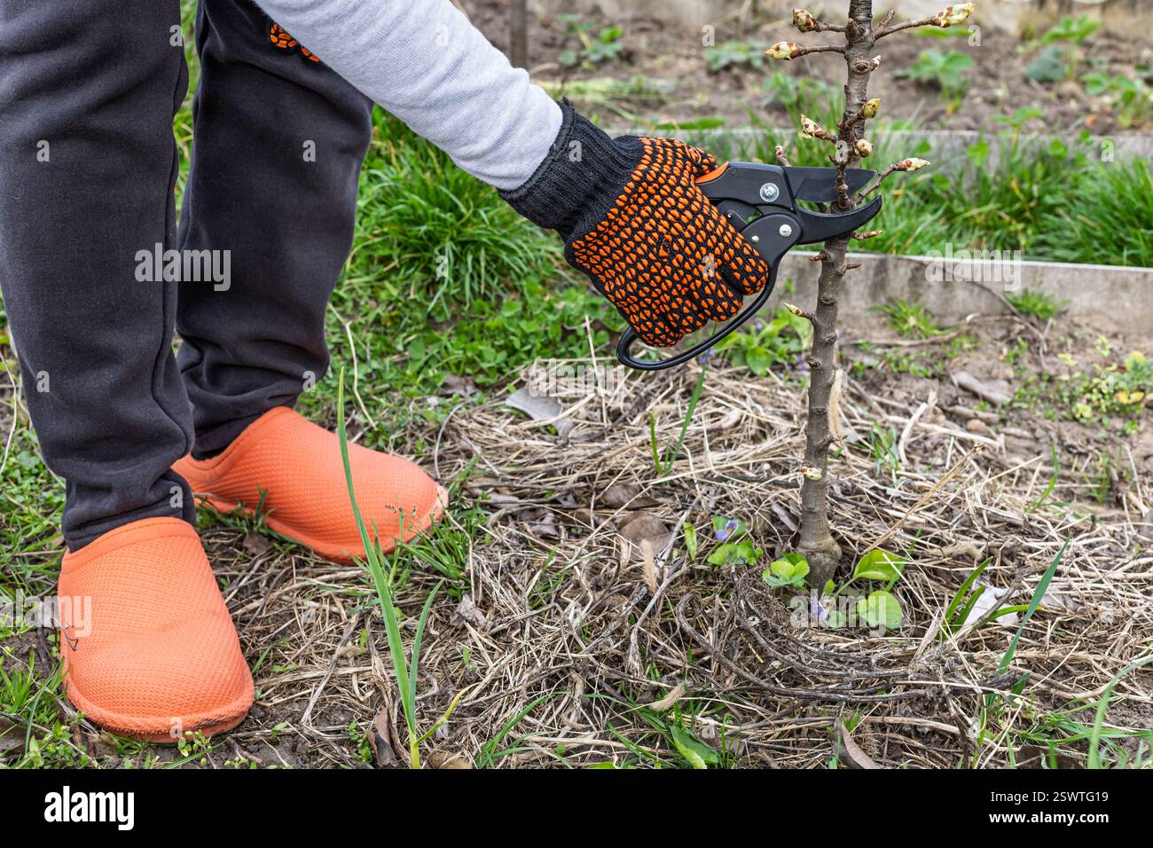 Farmer looks after the garden. Spring pruning of fruit trees. Woman ...