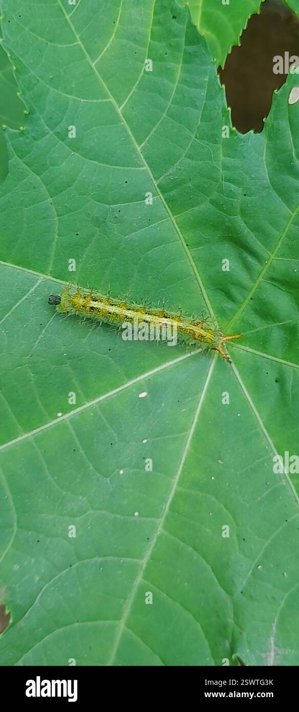 Common Castor Butterfly (Ariadne merione), Insecta, 848/6, Fort Kengeri ...