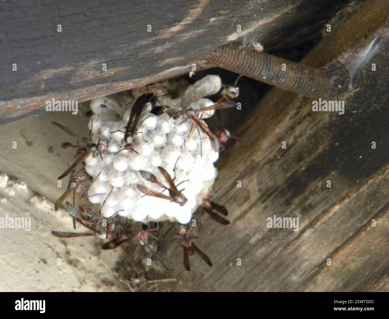 Needle-waisted Paper Wasps (Belonogaster), Insecta, Nkuhlu picnic site ...