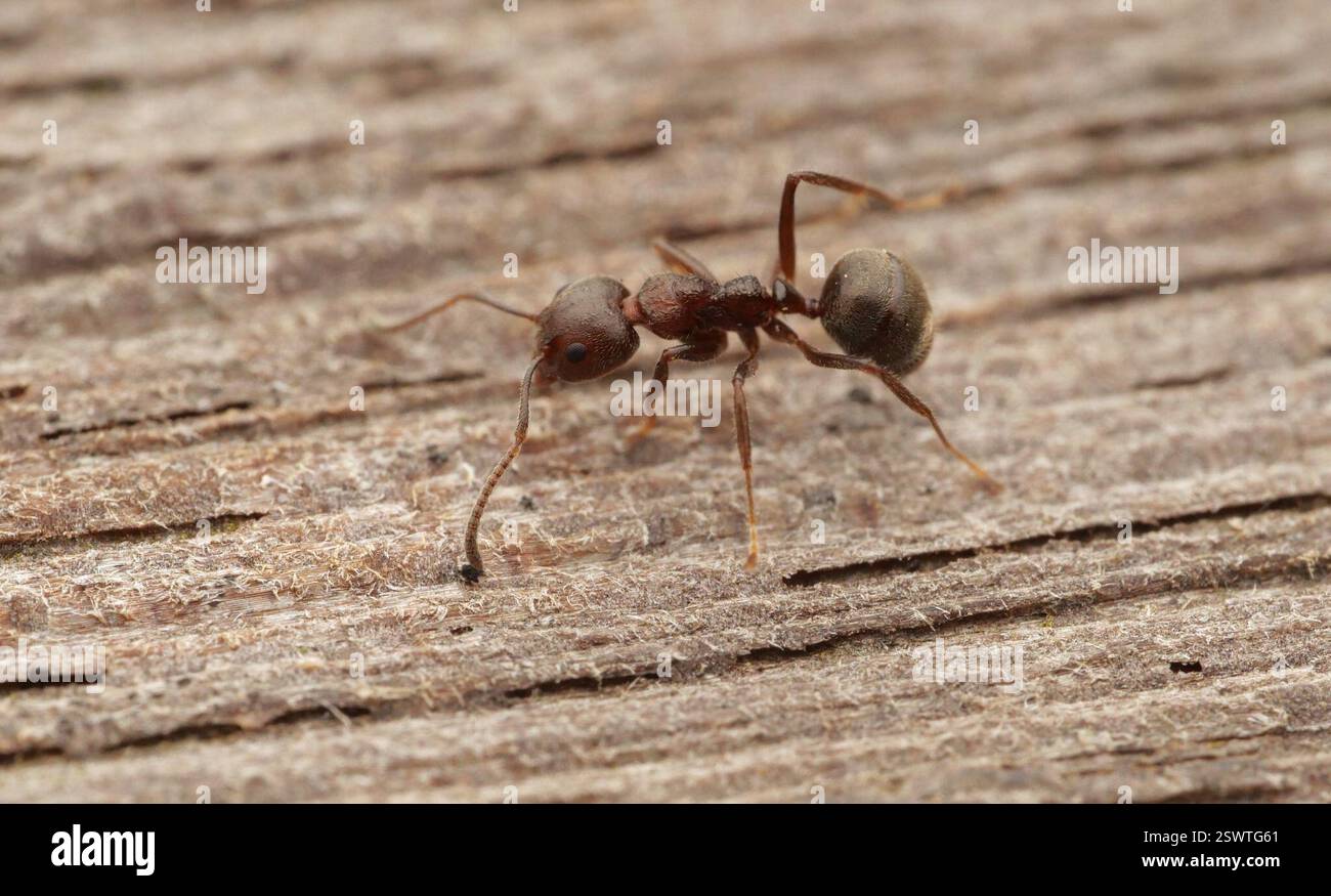 Cocoa Black Ant (Dolichoderus thoracicus), Insecta, Central Water ...