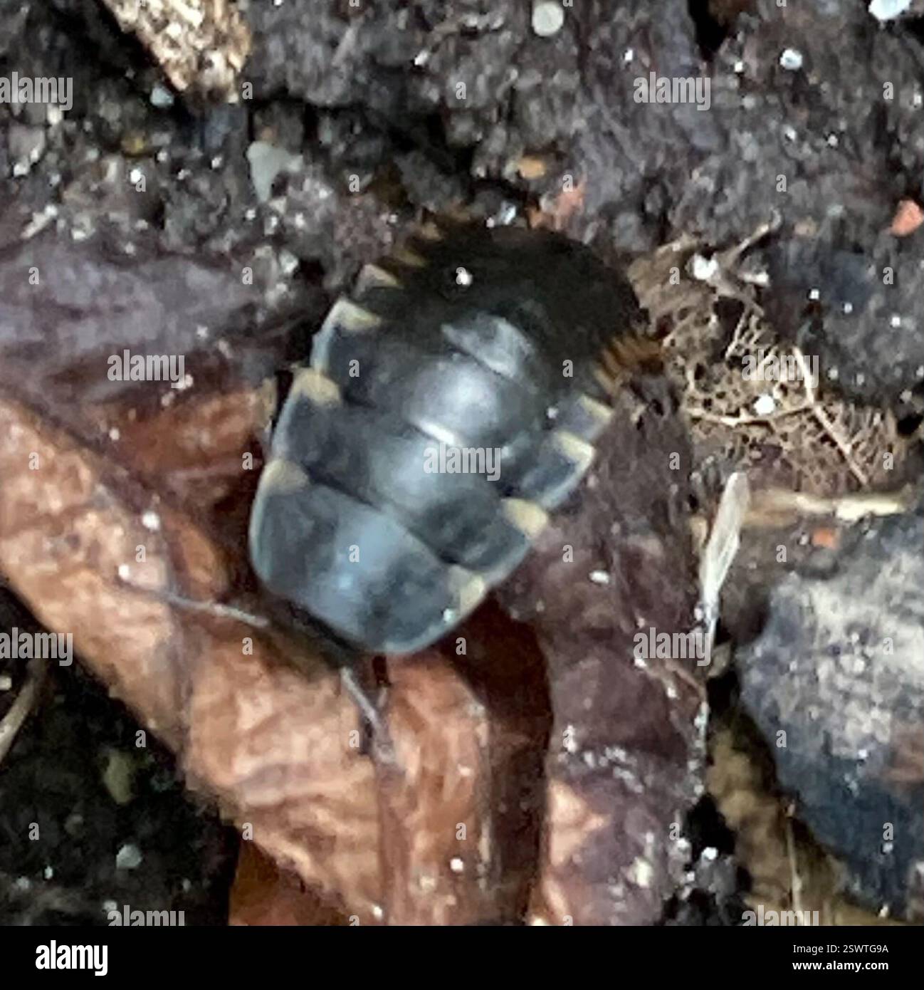 (Silpha tristis), Insecta, Замок Бальга, Городской Округ ...