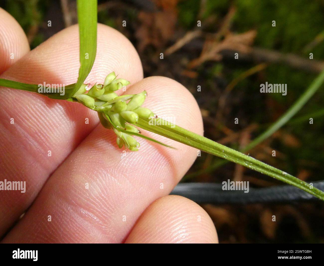 Carex sect. Paniceae (Paniceae), Plantae, North Hero, VT 05474, USA ...