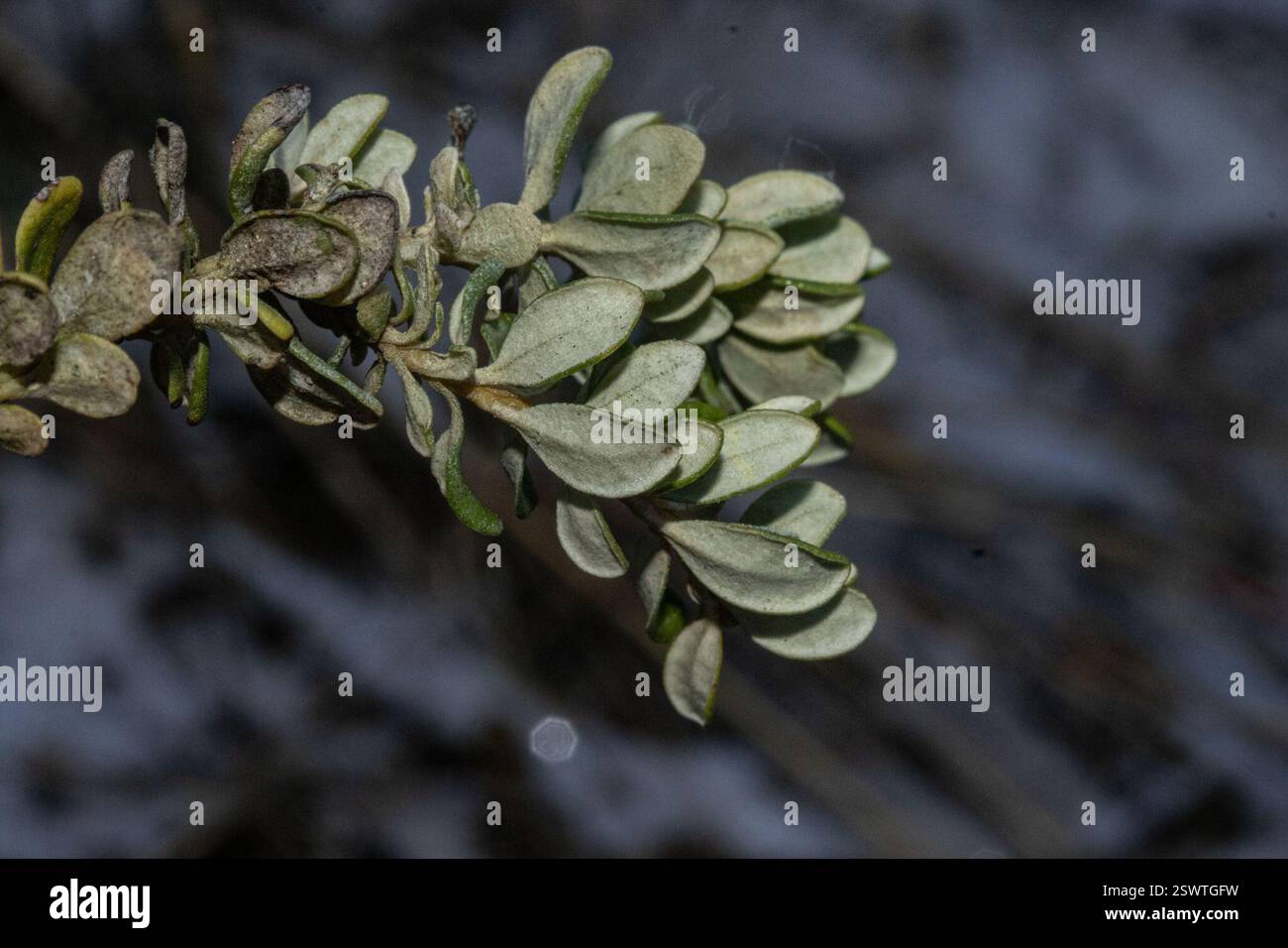 (Olearia nummulariifolia), Plantae, Mount Buster, New Zealand Stock ...