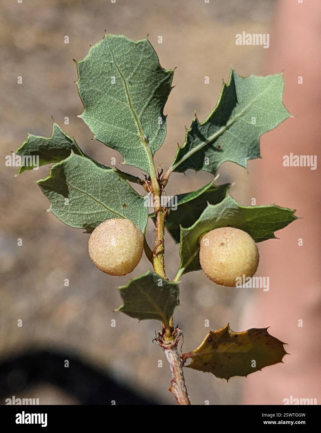 Pear Gall Wasp (Cynips maculosus), Insecta, Forest Ranch, CA 95942, USA ...