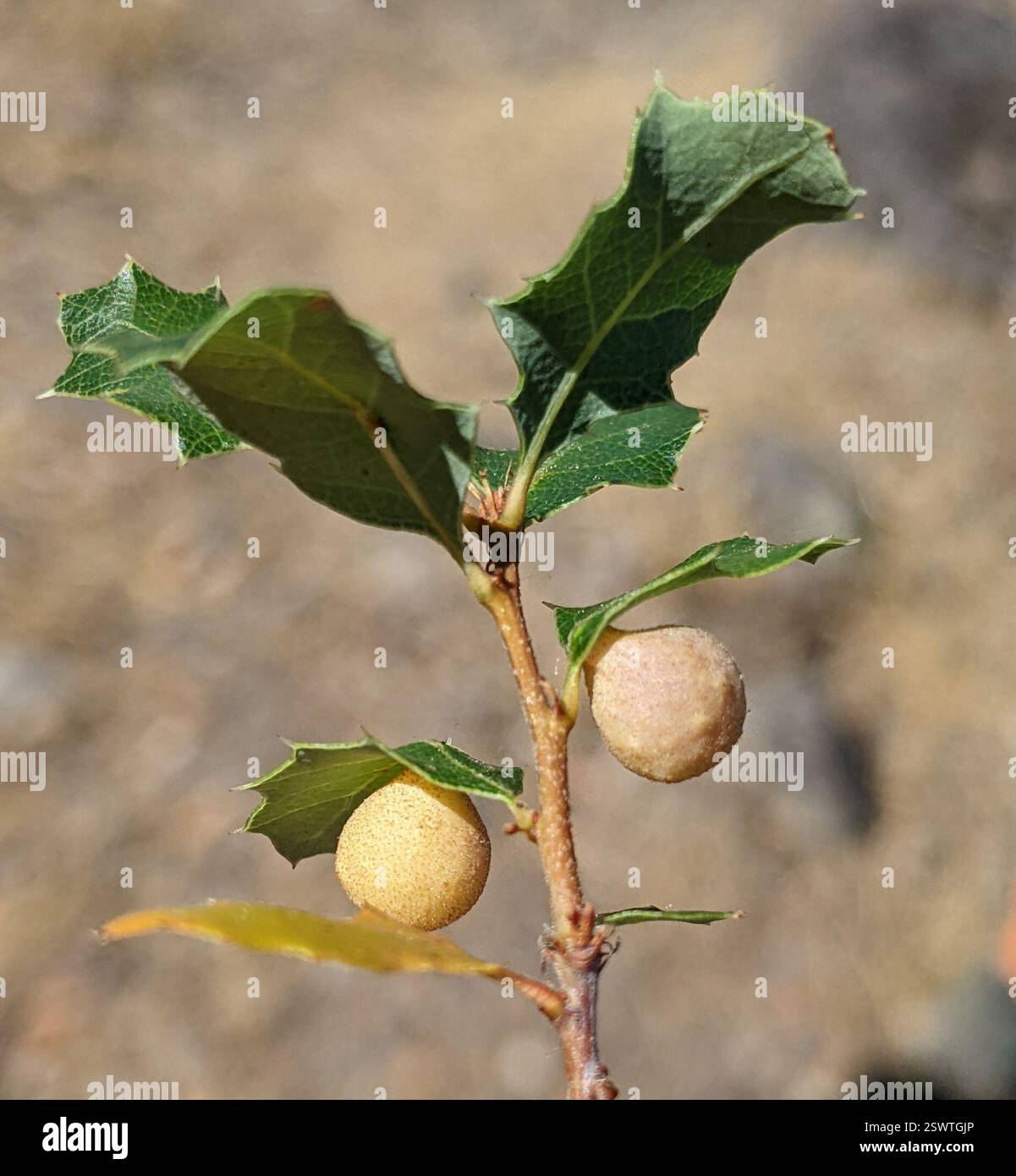Pear Gall Wasp (Cynips maculosus), Insecta, Forest Ranch, CA 95942, USA ...