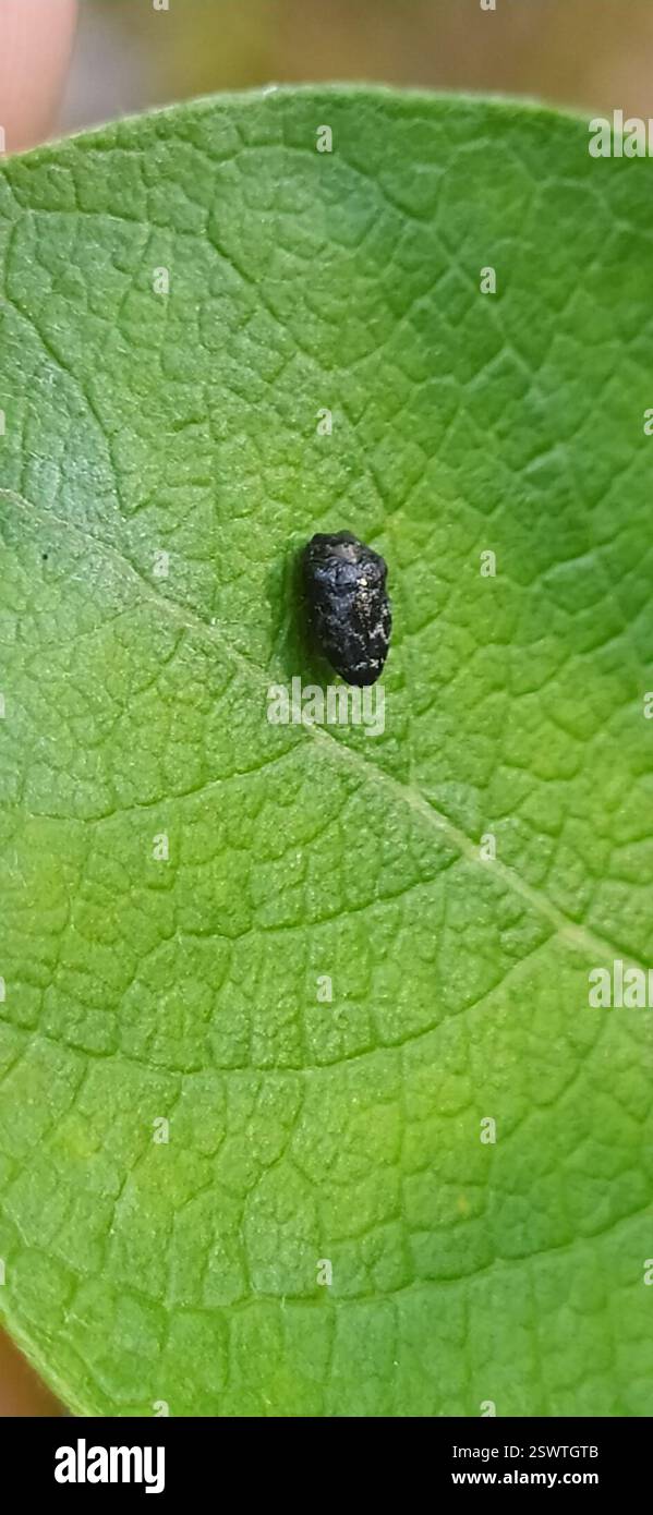 (Trachys minutus), Insecta, Свердловская обл., Россия, 624931, на иве ...