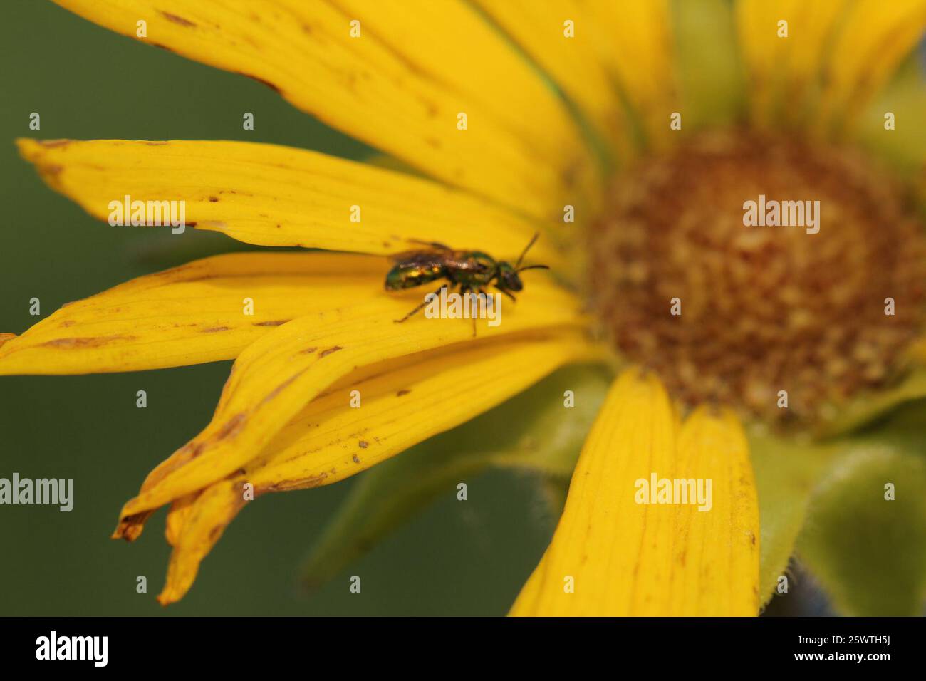 Augochlorine Sweat Bees (Augochlorini), Insecta, Old Plank Road Trail ...