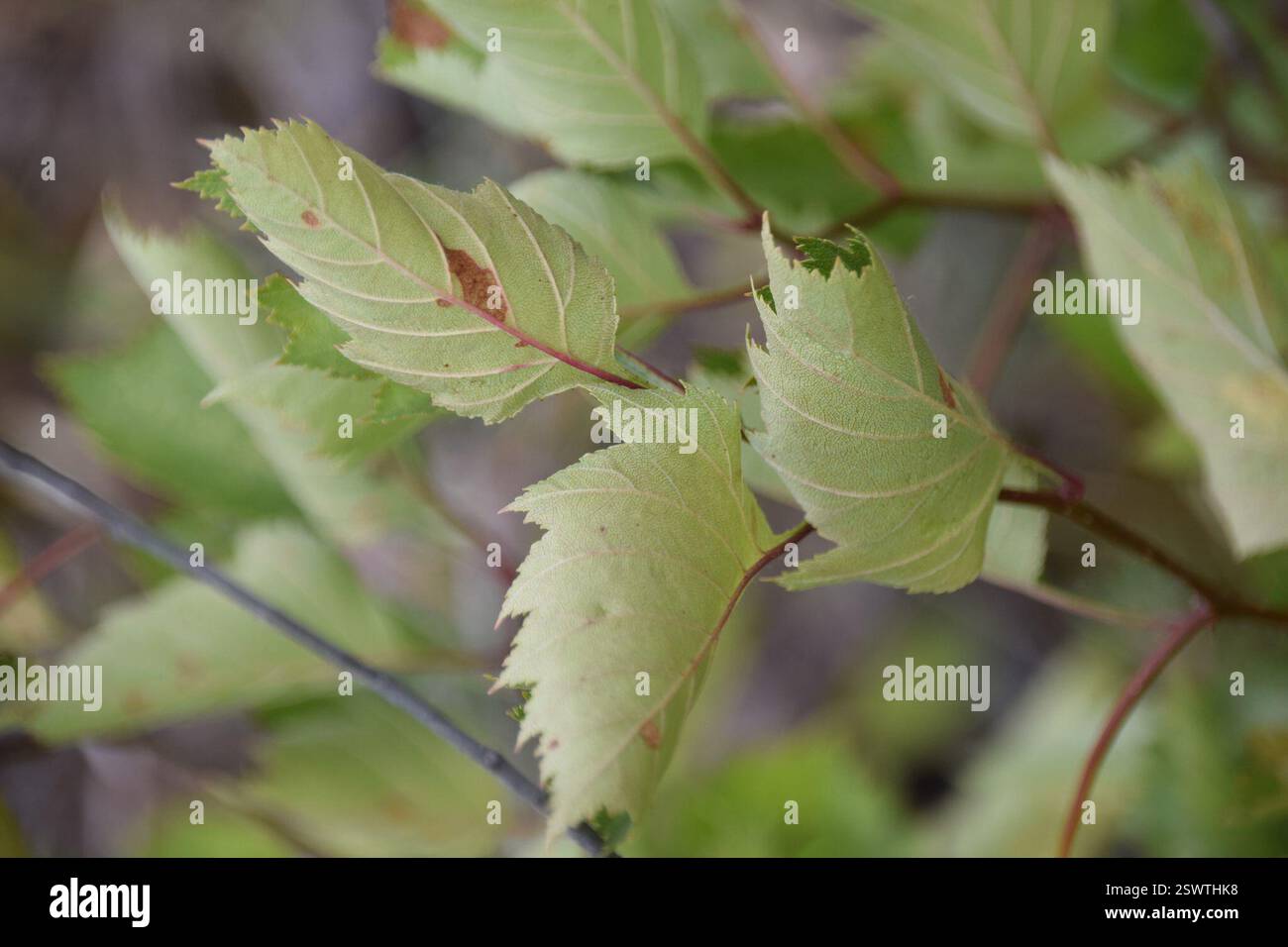 fireberry hawthorn (Crataegus chrysocarpa), Plantae, Powerview ...