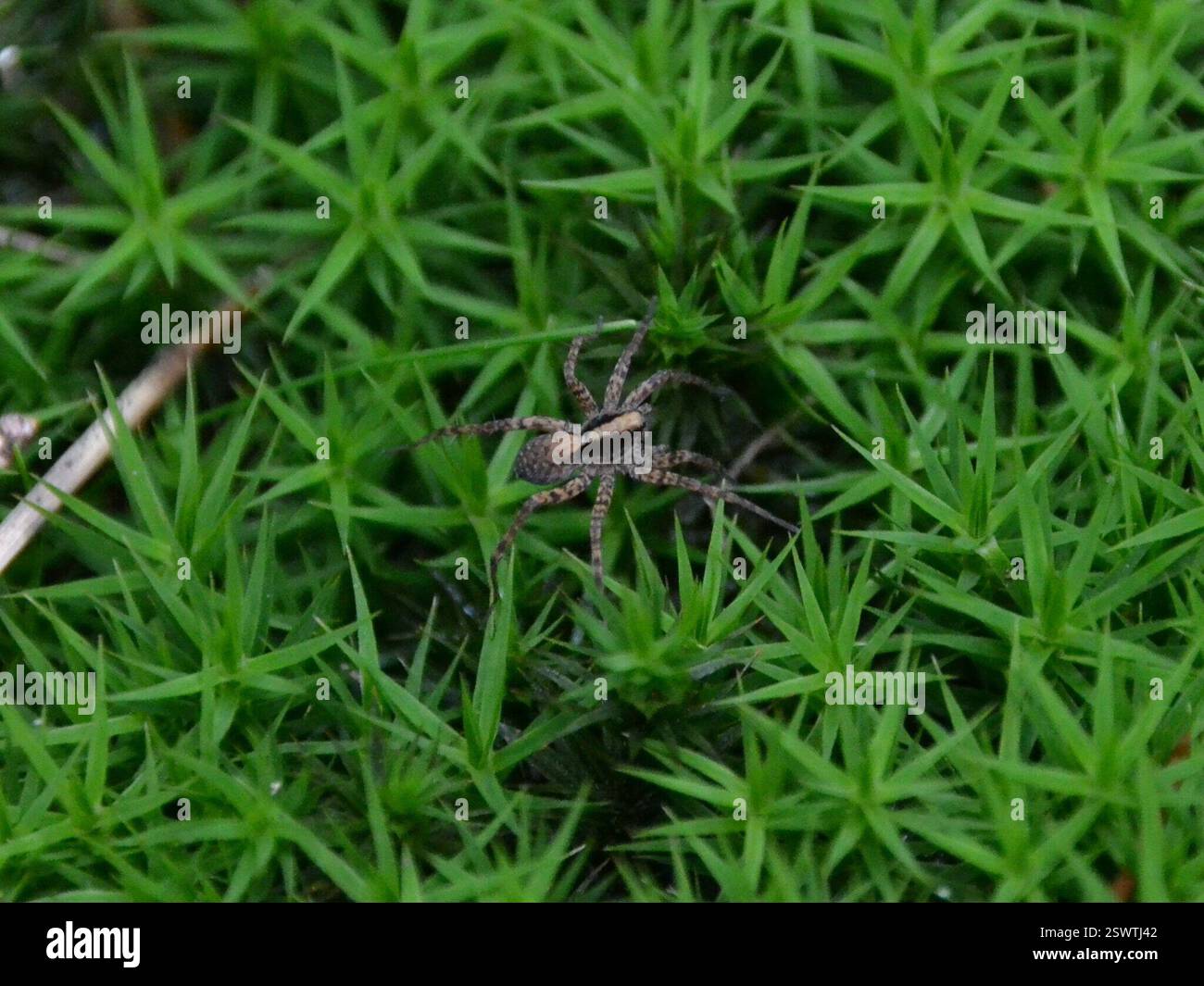 Common Forest Wolf Spider Complex (Pardosa lugubris), Arachnida, 31559 ...