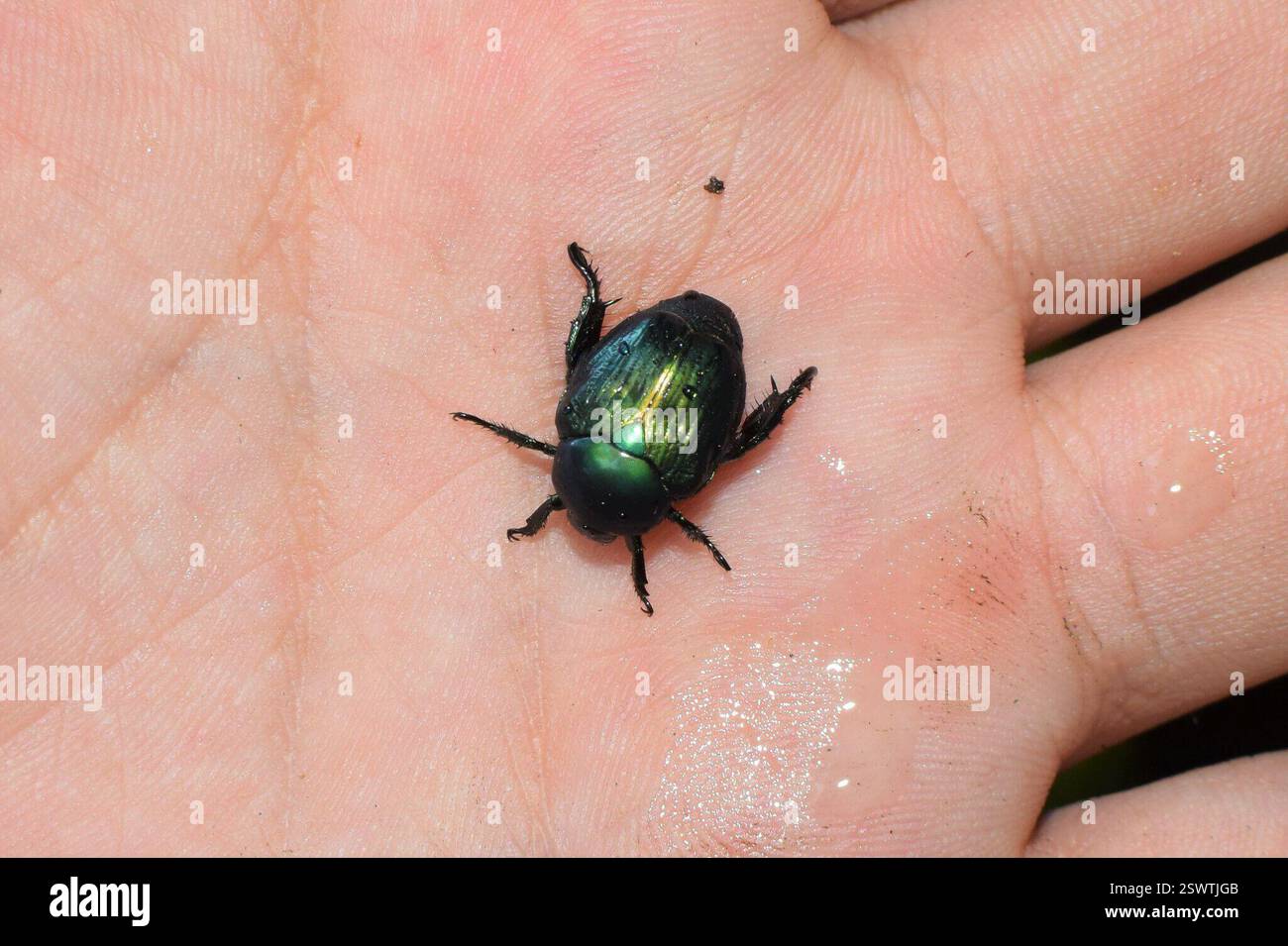 Mutans hi-res stock photography and images - Alamy