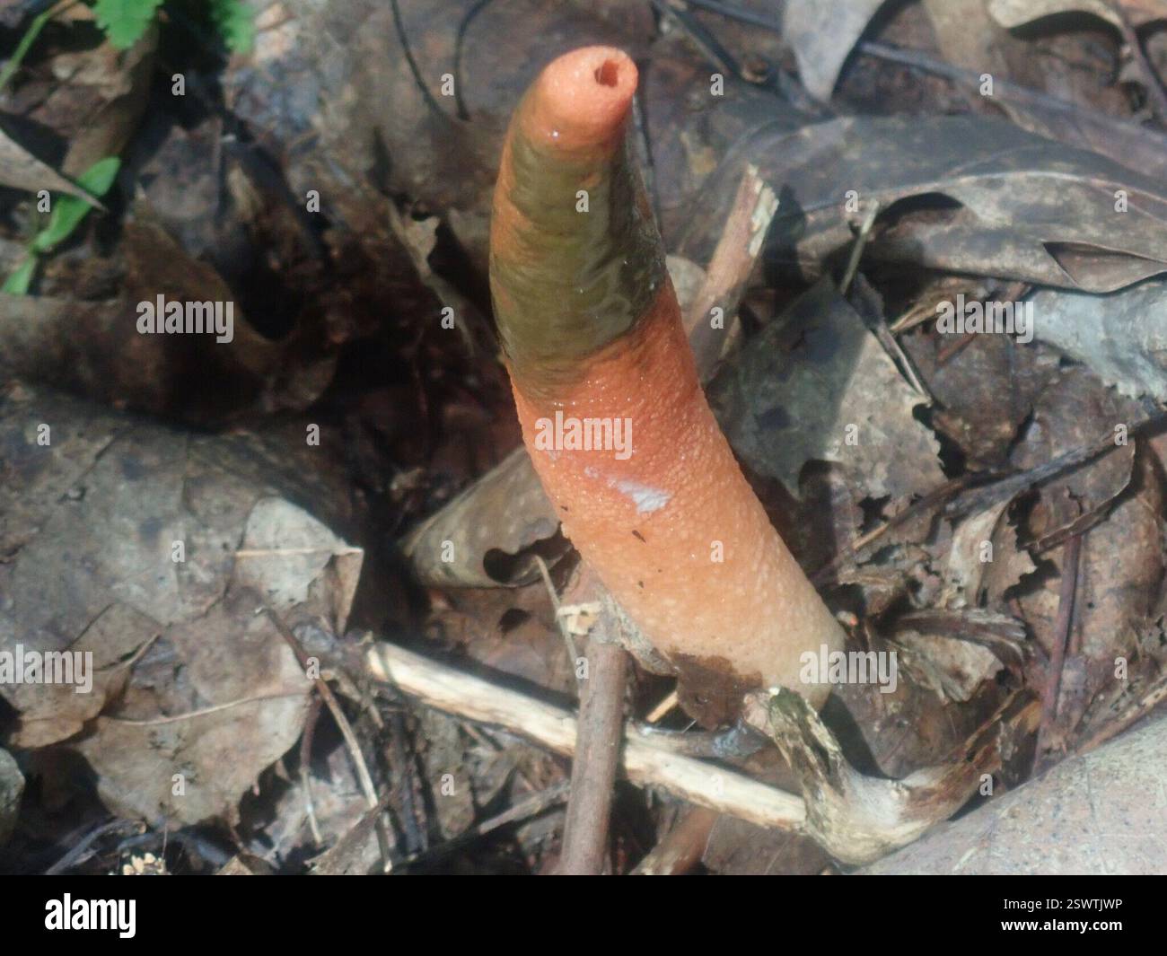 devil's dipstick (Mutinus elegans), Fungi, Whately, MA, USA Stock Photo ...