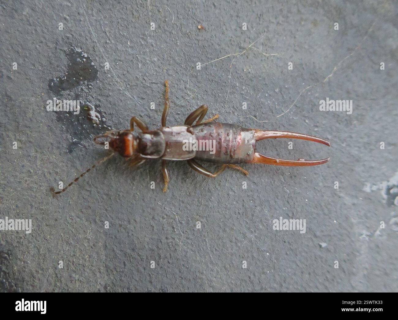 (Nesogaster halli), Insecta, , Found in well rotted wet compost matter ...