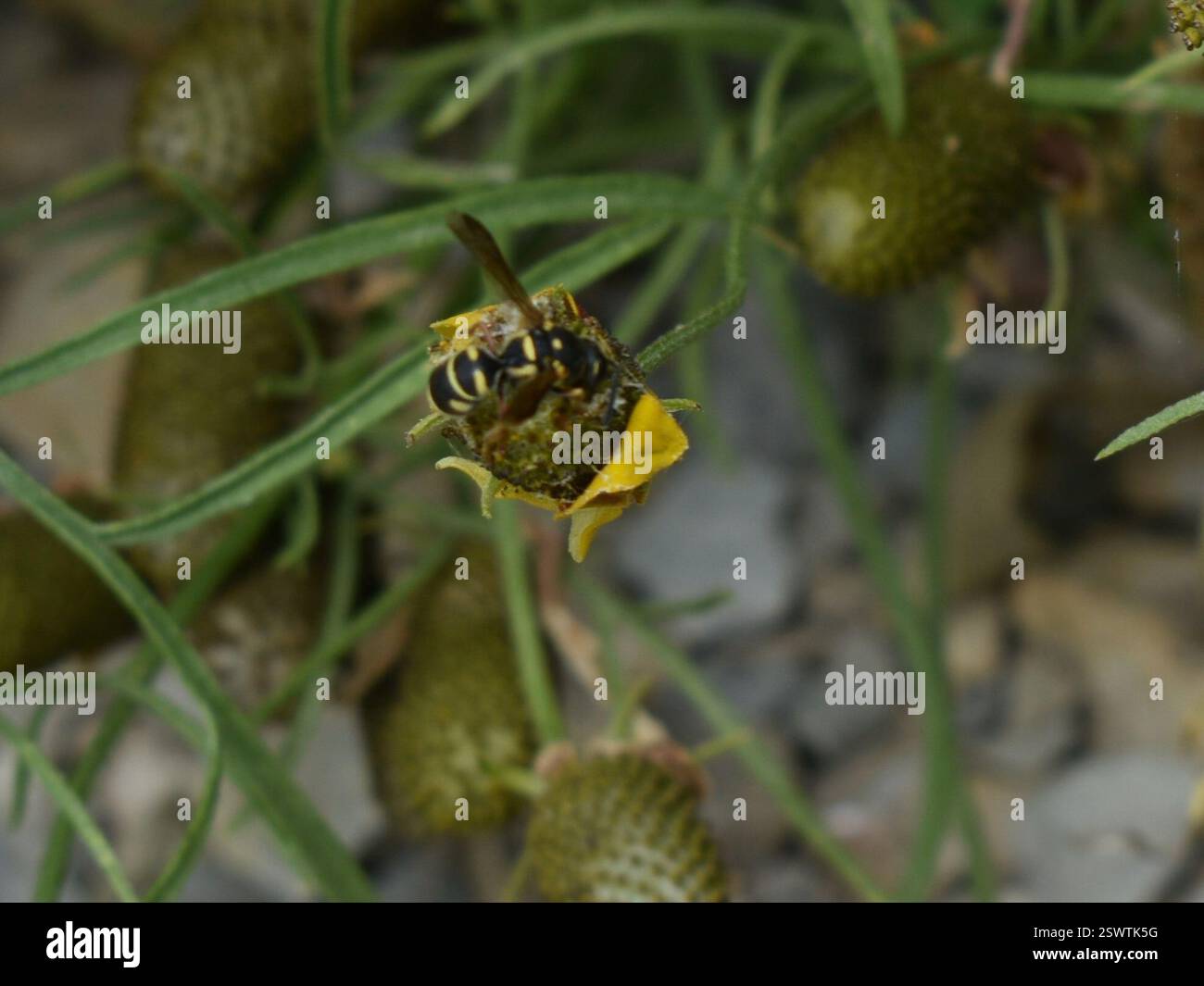 Potter and Mason Wasps (Eumeninae), Insecta, Martin Park Nature Center ...