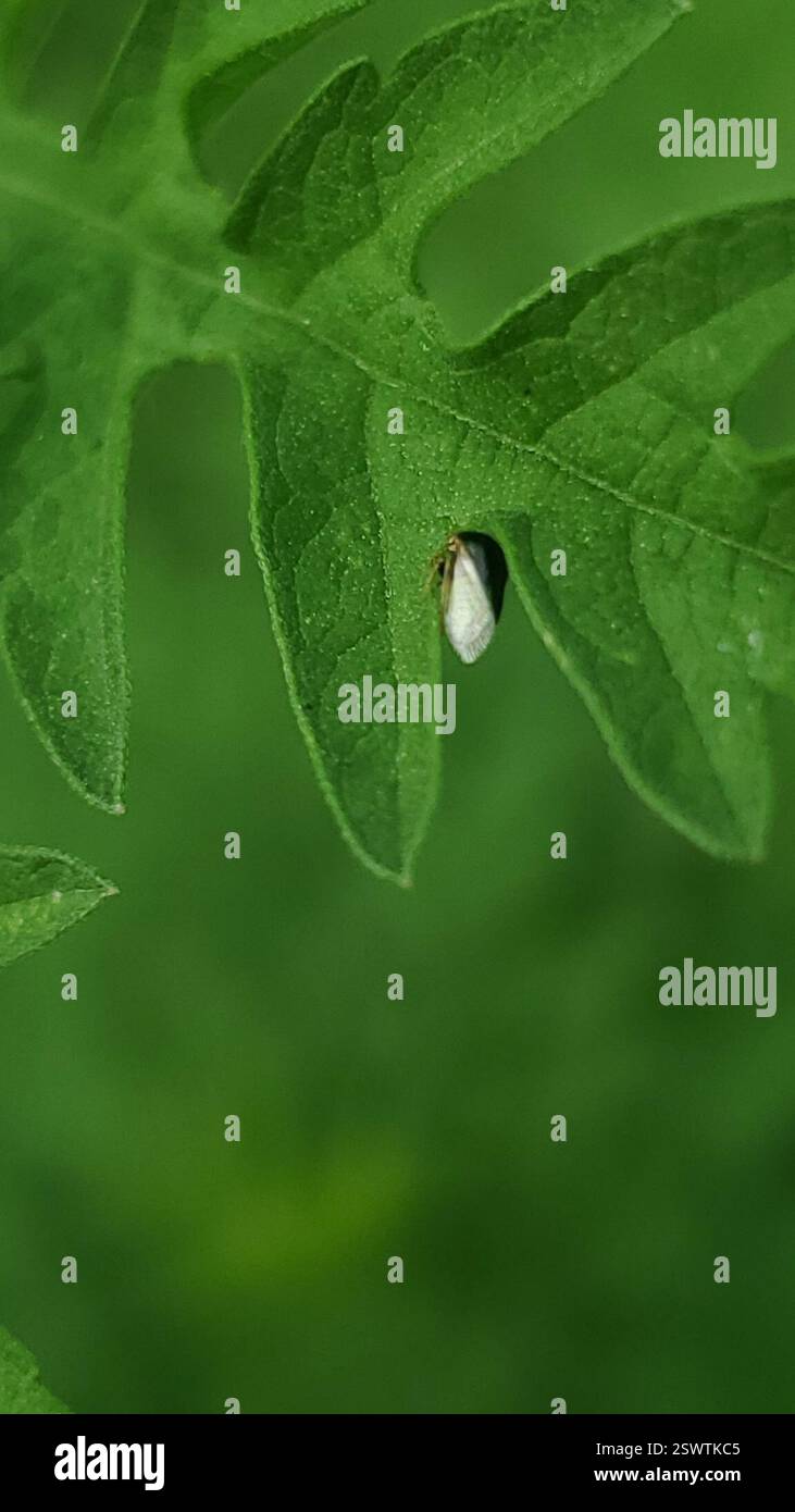 Honeylocust Treehopper (Micrutalis calva), Insecta, Indiana, US Stock ...