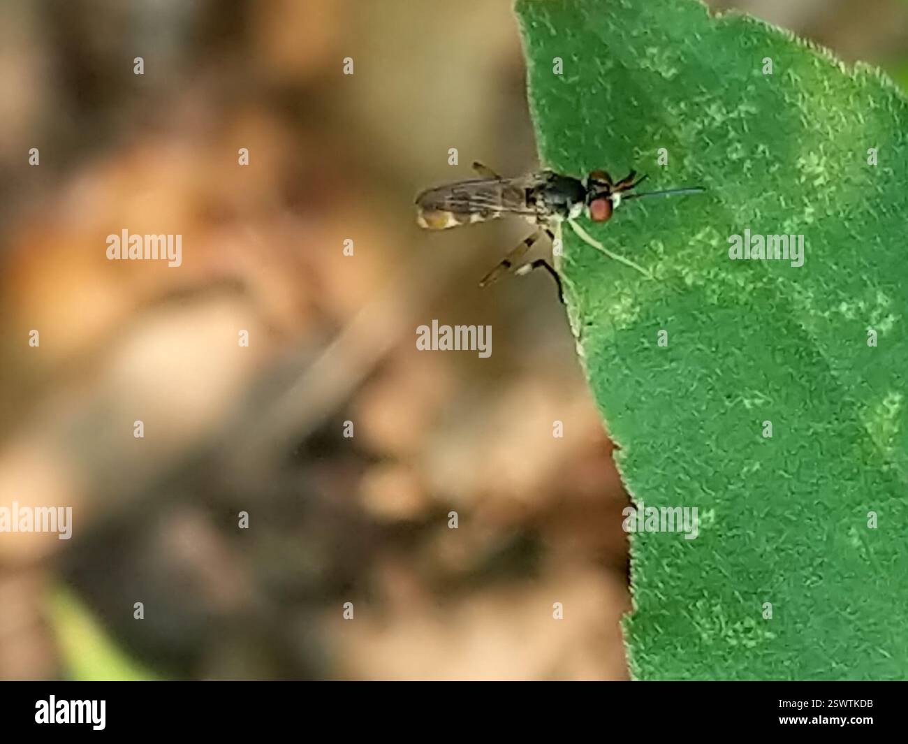 (Stylogaster neglecta), Insecta, Lackawanna County, US-PA, US Stock ...