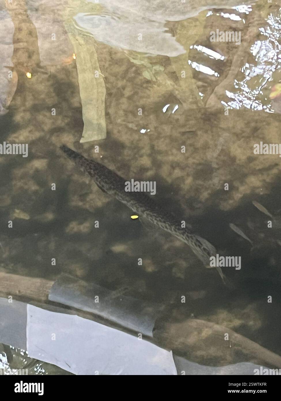 Florida Gar (Lepisosteus platyrhincus), Actinopterygii, Florida, US ...