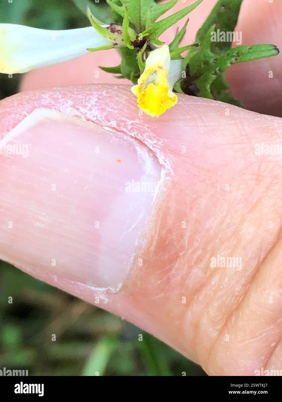 Common Cow-wheat (Melampyrum pratense), Plantae, St. Bride's Major ...