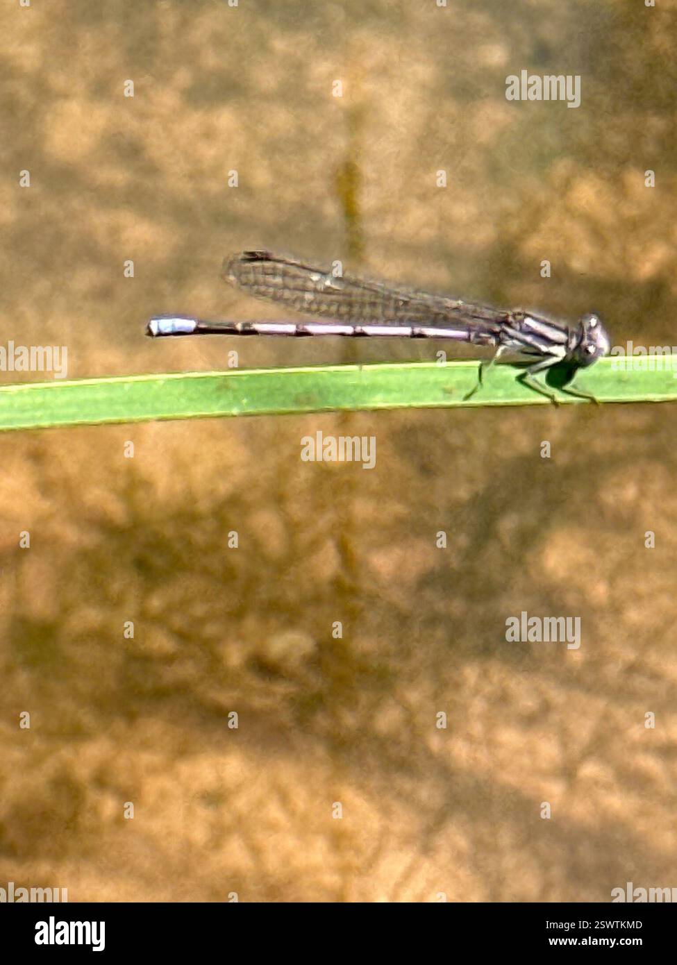 Variable Dancer (Argia fumipennis), Insecta, Boiling Springs State Park ...