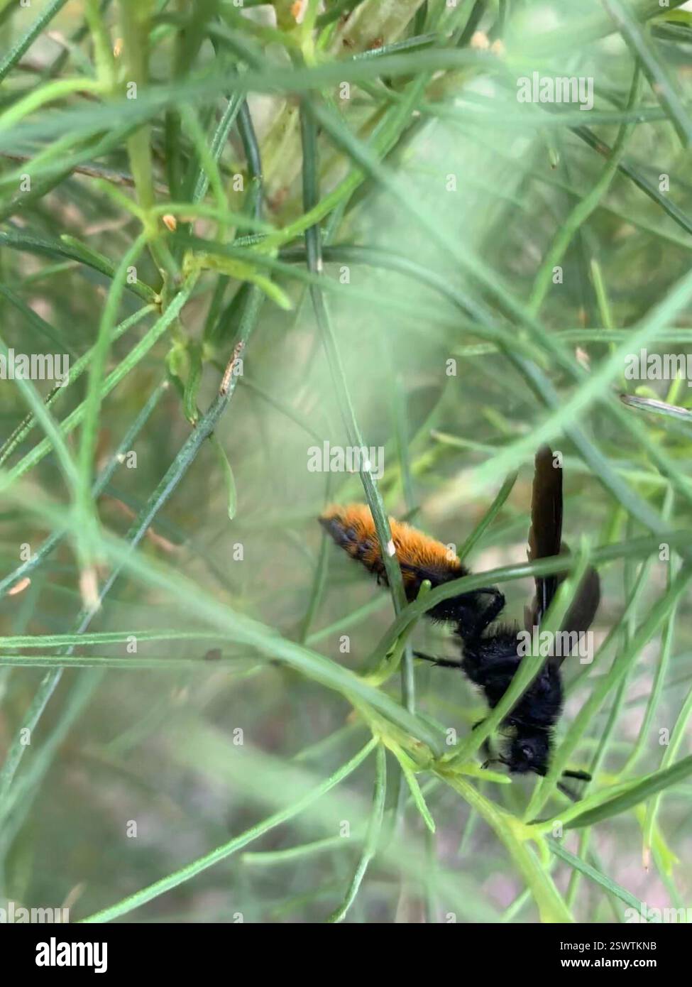 Fire-tailed Scoliid Wasp (Triscolia ardens), Insecta, Socorro, NM, US ...