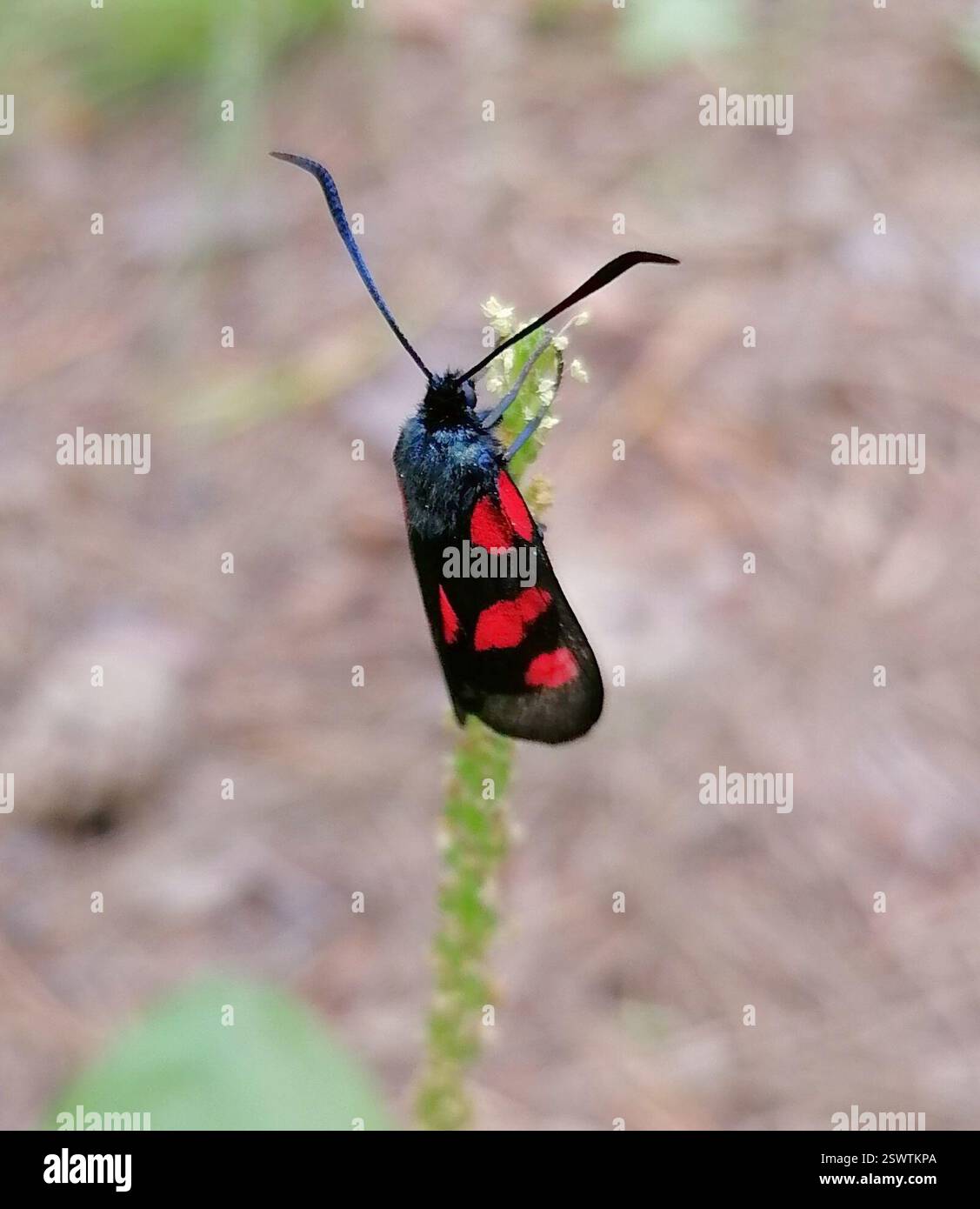 New Forest Burnet (Zygaena viciae), Insecta, Россия Stock Photo - Alamy