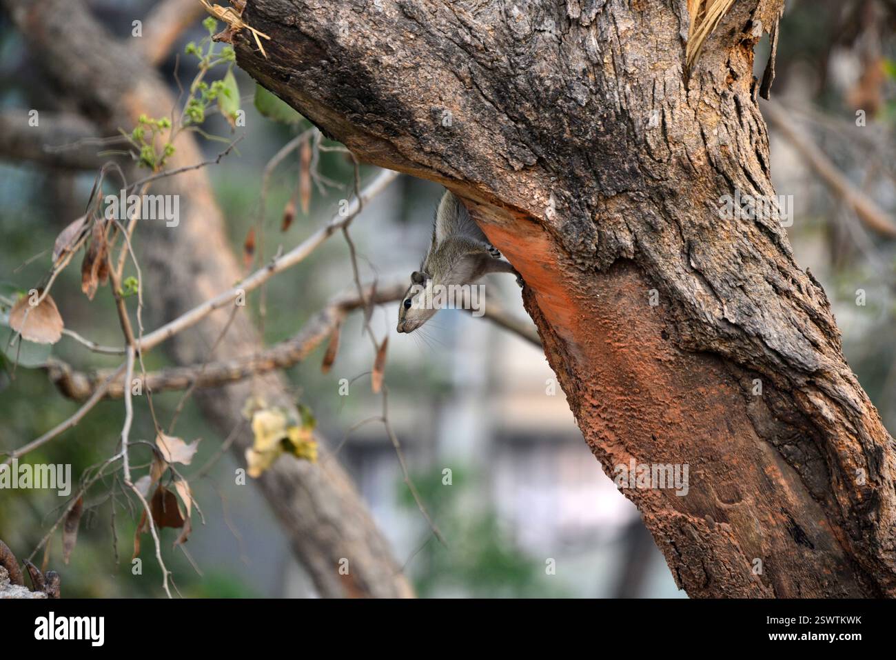 Siliguri, West Bengal, India. 22nd Feb, 2025. A squrriel sits on a tree ...
