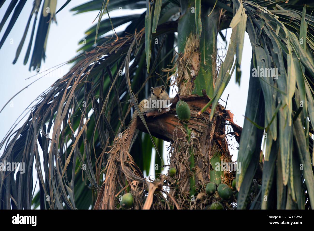 Siliguri, West Bengal, India. 22nd Feb, 2025. A squrriel sits on as it ...