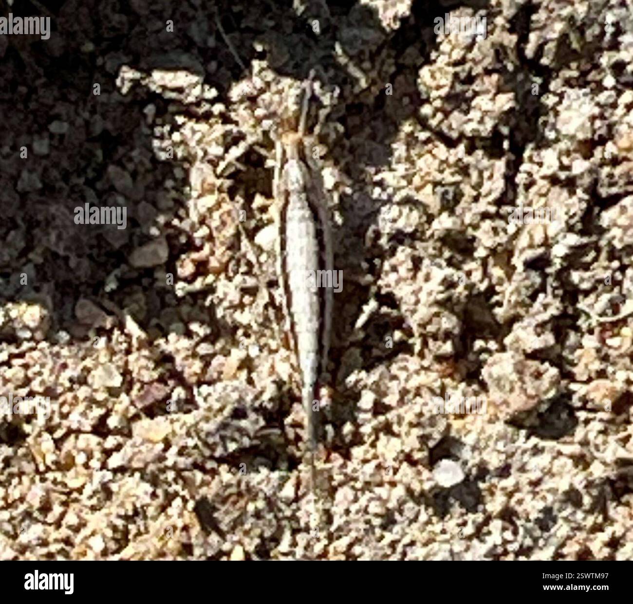 Rock Bristletails (Meinertellidae), Insecta, Fort Ord National Monument ...