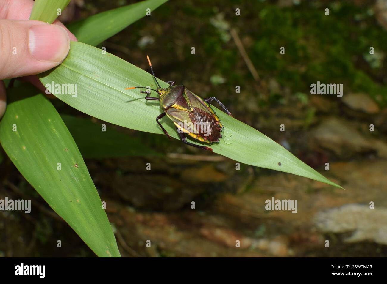 Eurostus hi-res stock photography and images - Alamy